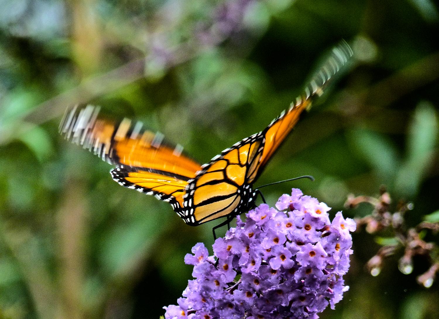 A Butterfly Flaps It s Wings